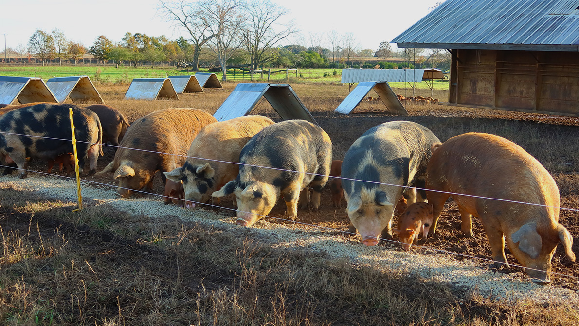 DEFEAT THE EATS ACT - Defeat Eats